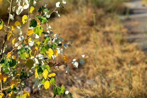 Close Up Photo Of A Poplar Branch With Leaves Stock Image Image Of