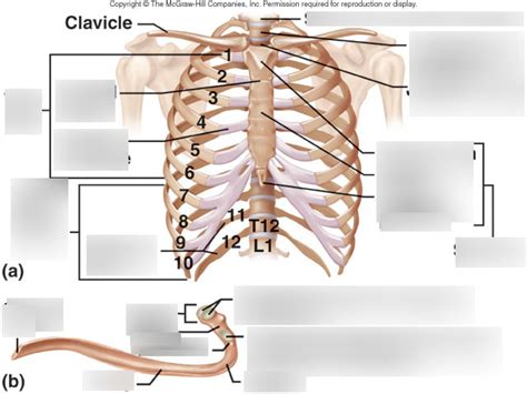 Thoracic Cage Diagram Quizlet