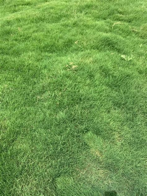 Natural Green Bermuda Grass For Outdoor 6 Feet At ₹ 5sq Ft In Tilthi