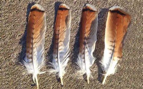 Hawk Feather Meanings 18 Mystique Insights Bird Guidance