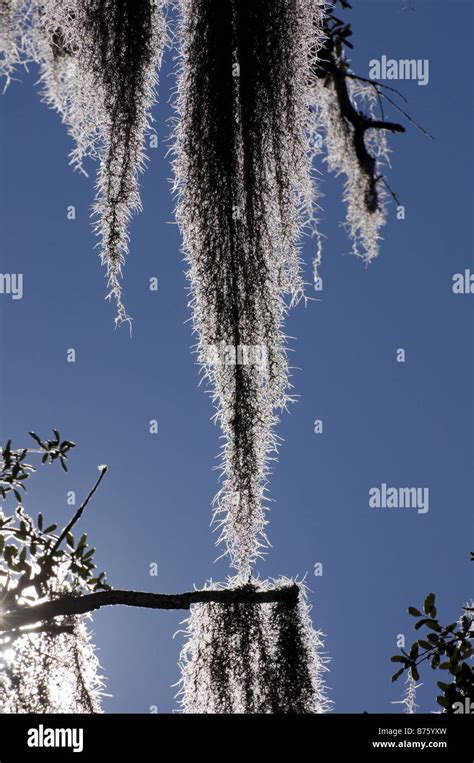Spanish Moss Hanging From Live Oak Tree Backlit By Morning Sunlight