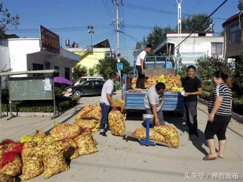 小小黃蜀葵的變身記 每日頭條