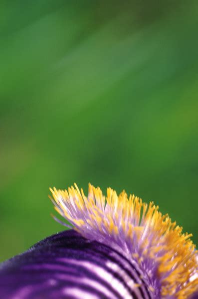 Pistals Free Photo Download Freeimages