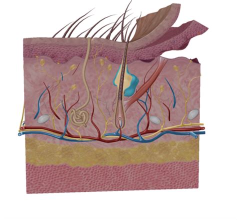 Integumentary System Lab Quiz Flashcards Quizlet