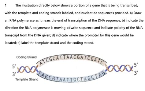 1 the illustration directly below shows a portion of a gene that is being transcribed with the ...