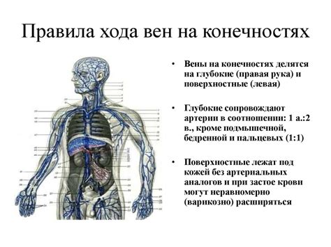 Анатомия венозной системы презентация онлайн