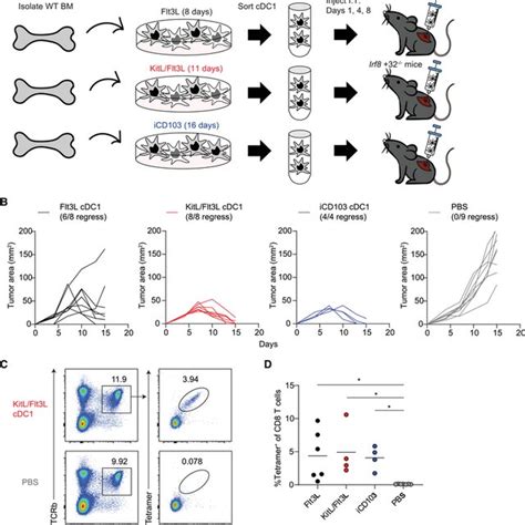 Kitl Flt3l Type 1 Conventional Dc Cdc1 Can Produce Il‐12 And Can Download Scientific Diagram