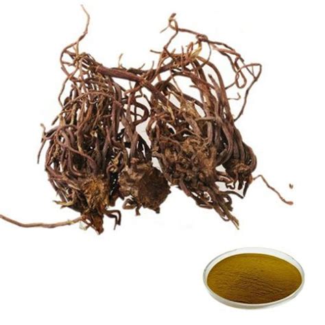 Asteris Radix Et Rhizoma Aster Root Traditional Chinese Medicine