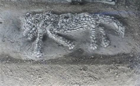 河南发现龙虎人合葬墓距今6500年专家证明龙确实存在 看看头条 中华网