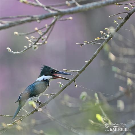 Rybařík zelený | Naturfoto.cz