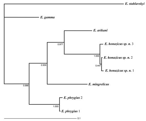 50 majority rule consensus tree of the bayesian inference analysis