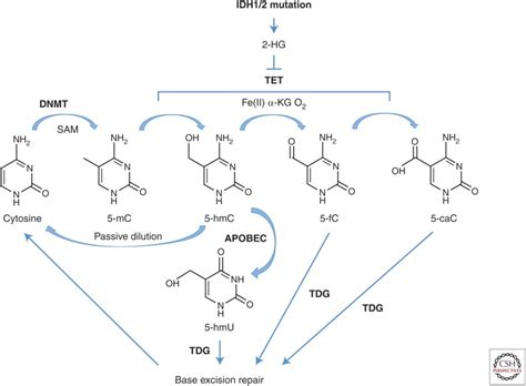 Tet2 In Normal And Malignant Hematopoiesis Pmc