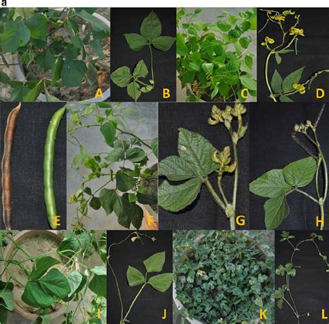 1 A Morphophysiological Variation In Wild Accessions Of Vigna Download Scientific Diagram