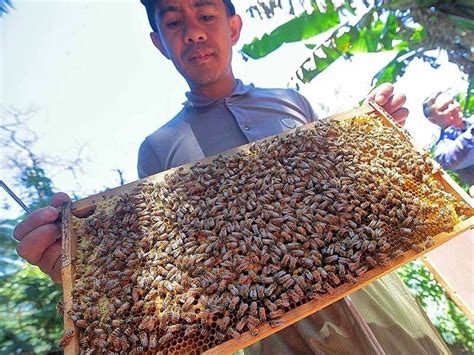 Council Wants Only Pure Honey Sold In Baguio City Philstar