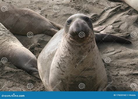 Elephant Seal Stock Photo Image Of Large Endangered 17633162