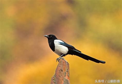 摄影欣赏：喜鹊