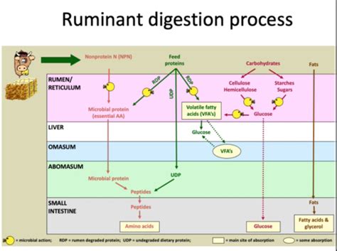 Protein And Energy Metabolism Ruminal Flashcards Quizlet