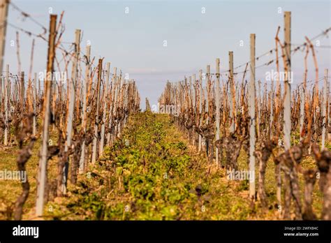 symmetry of rows with vines and climbing aids up to the horizon in