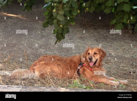 beautiful and affectionate long-haired golden retriever playing happily in complete freedom with ...