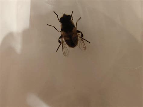 Who Dat Bug Who Him Iz Rwhatsthisbug