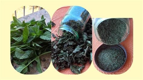 تدبيرا تجفف نعانع وطريقة لحصول على بودرة ببسطة Youtube