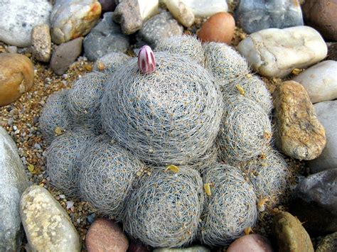 Mammillaria lenta - World of Succulents