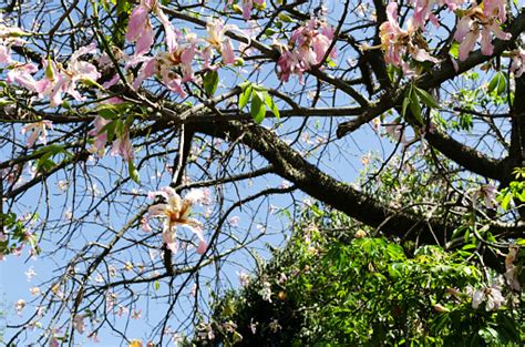 Ceiba Speciosa 또는 치실 실크 나무는 푸른 하늘의 배경에 있습니다 줄기에 가시가 있고 분홍색 꽃이있는 열대 나무