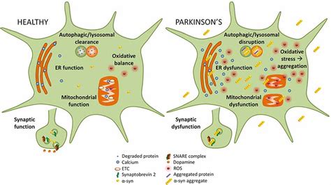 Frontiers Targeting Alpha Synuclein As A Therapy For Parkinsons Disease