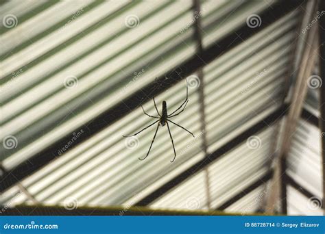 Spider With Sky And Roof In The Background Royalty Free Stock Image 104655832
