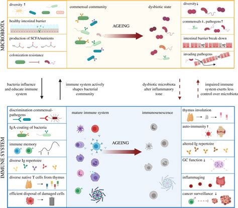 Microbiota Host Interactions Shape Ageing Dynamics Philosophical Transactions Of The Royal