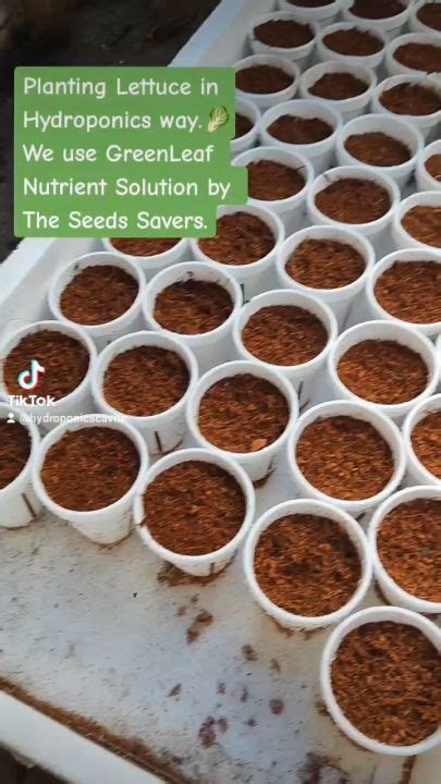 Hydroponics Nutrient Solution A And B 500ml1liter Free 4packs Seeds