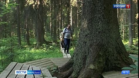 Карельская ель претендует на победу в конкурсе «Российское дерево года ...