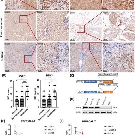 Egfr‐car T Cells And B7h3‐car T Cells Exhibited General Antitumor