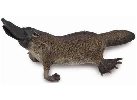 اسباب بازی فقط توی توی Toy Toy پلاتی‌پوس یا نوک‌اردکی