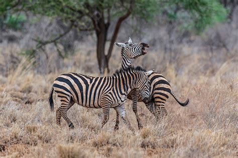 Zebra Dataran Juga Dikenal Sebagai Zebra Umum Atau Zebra Burchell