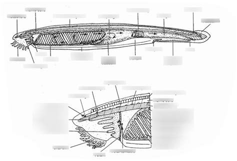 Amphioxus Diagram 11 Diagram Quizlet