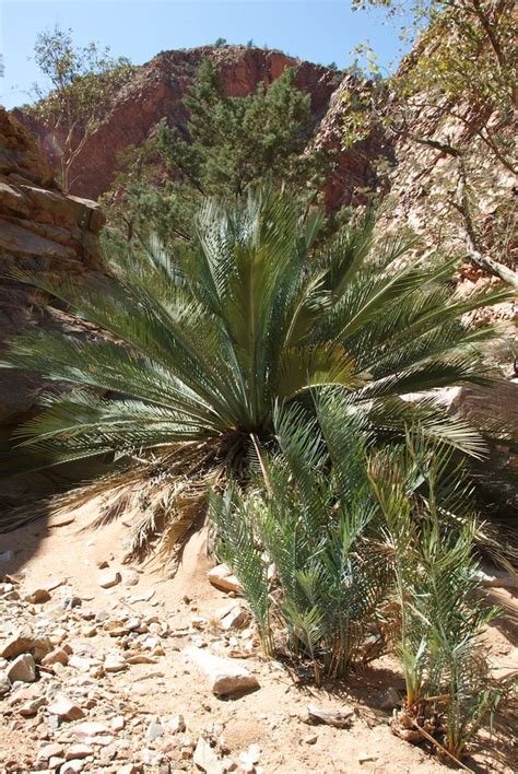 Macrozamia Macdonnellensis Zamiaceae