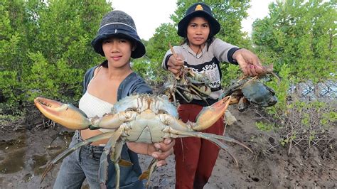 Giant Mud Crabs Catching At Swamp After Water Low Tide Youtube