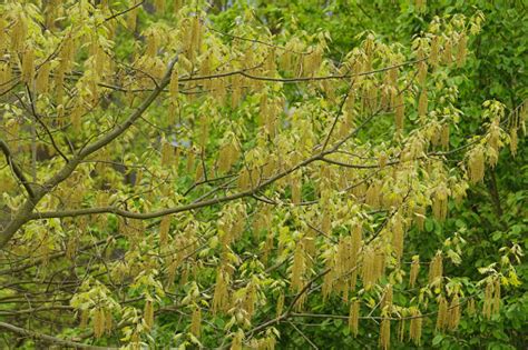 젊은 녹색 오크 단풍 어린 잎은 바람에 흔들리고 습지 경재 서어 나무 독일의 개념 식물상 자연 지대 유럽의 온대 지역 자연 보호 생활 에너지 바람 일기 예보 0명에 대한