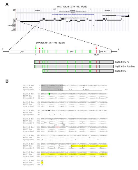 Structure Of The Xq22 3 Herv W Locus A Organization Of The Herv W Download Scientific