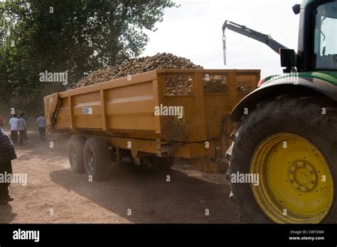 Potatoes Potato Crop Crops Harvest Harvesting Food Tractor With Trailer