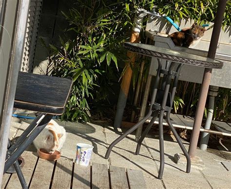 ねこさんとしろさんは。。。 何気ない日々が幸せってこと。。。