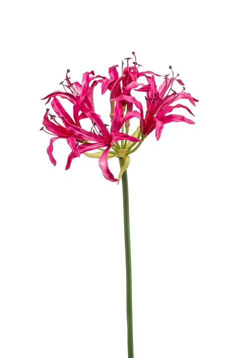 Kunst Nerine Bloem Zijden Bloemen Snel In Huis