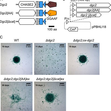 GGDEF Domain Of Dgc2 Is Important For Inhibiting Motility And Pattern