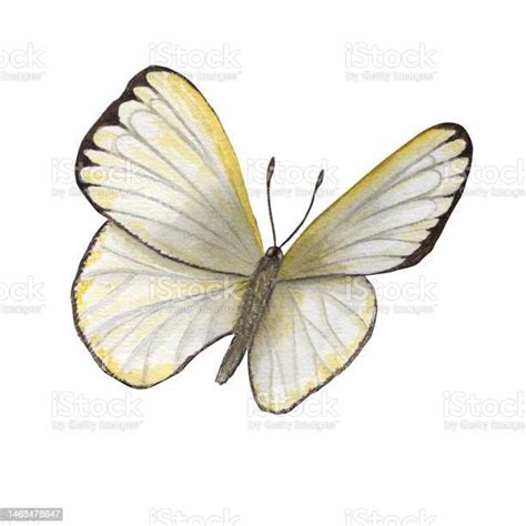 흰색 배경에 격리된 수채화 양배추 나비 벽지 인쇄 섬유 보육원 스크랩북 청첩장 배너 디자인 엽서 의류에 적합합니다 고정됨에 대한 스톡 벡터 아트 및 기타 이미지 Istock