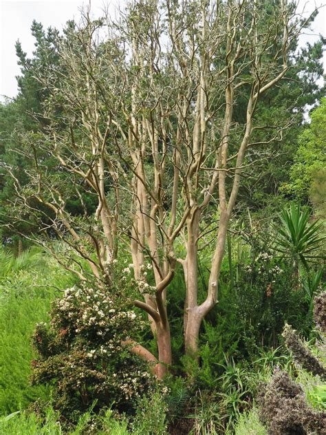 Myrtus Luma Trees And Shrubs Online