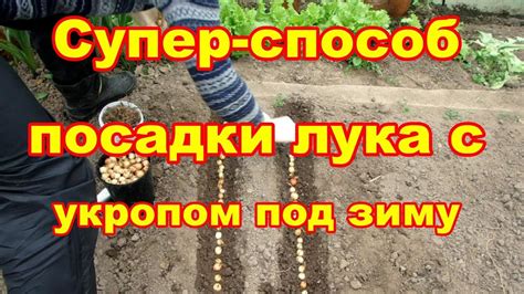 Супер способ посадки лука севка с укропом под зиму с защитой от мышей