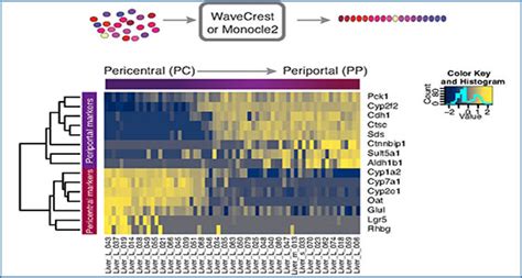 The Importance Of Selecting A ScRNA Seq Protocol Based On The Biological Questions And Features