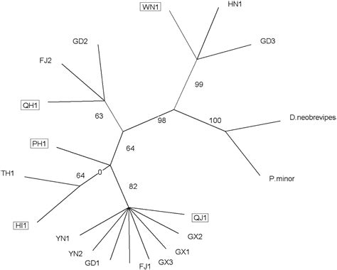 Mitochondrial Coi From Dysmicoccus Brevipes Hemiptera Pseudococcidae