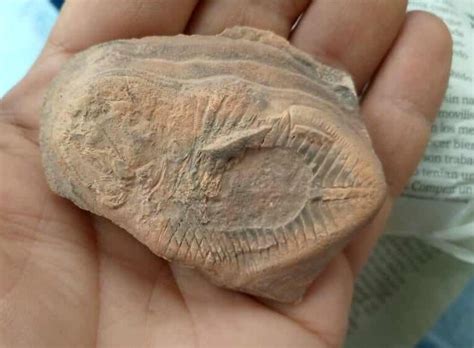 Ordovician Fossil Id Fossil Id The Fossil Forum
